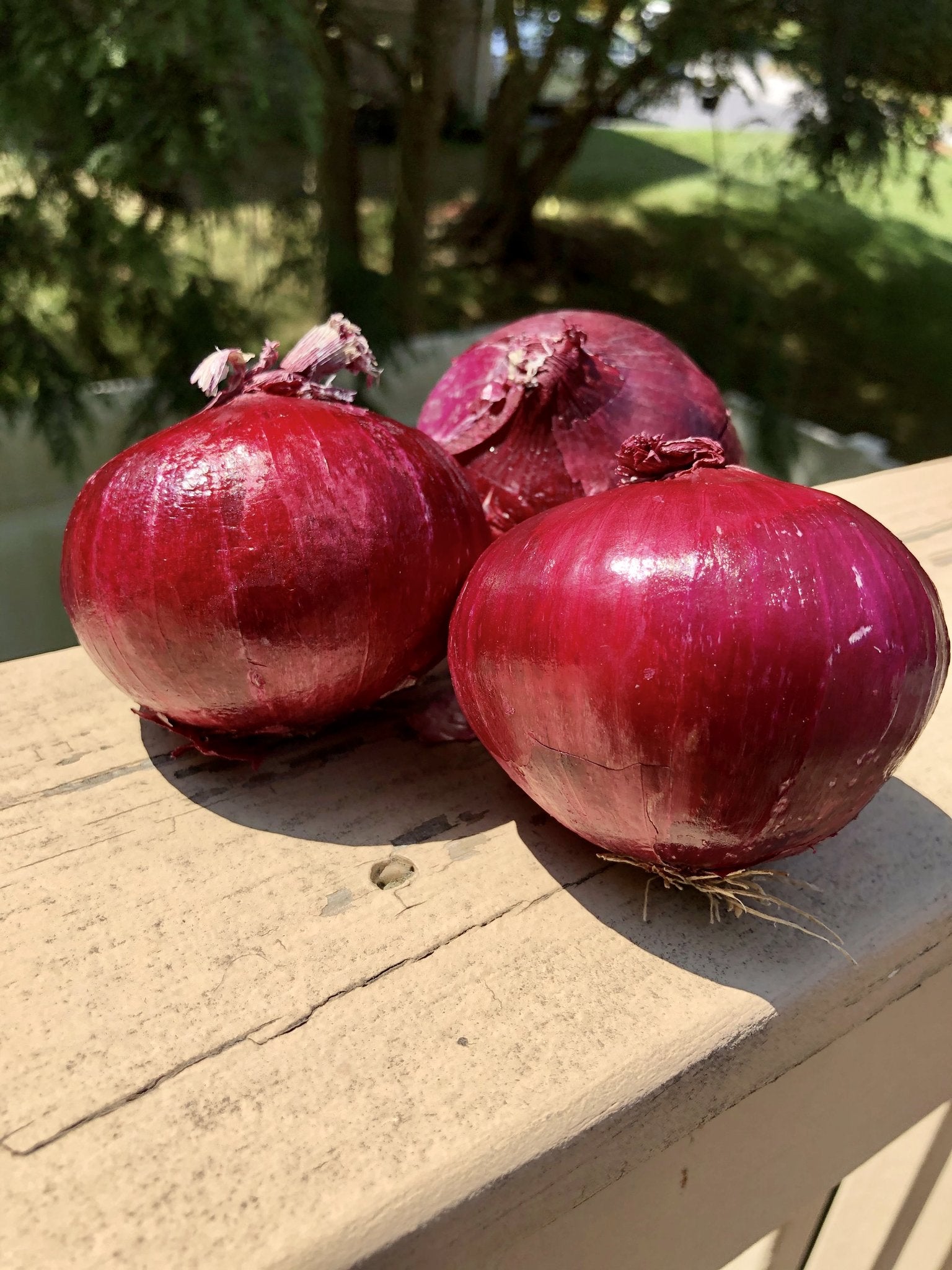 Onion-Red (2lb) – Healthy Jess Produce